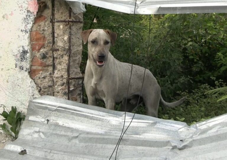 Acapulco inaugura el Primer Centro de Bienestar Animal en Guerrero ...